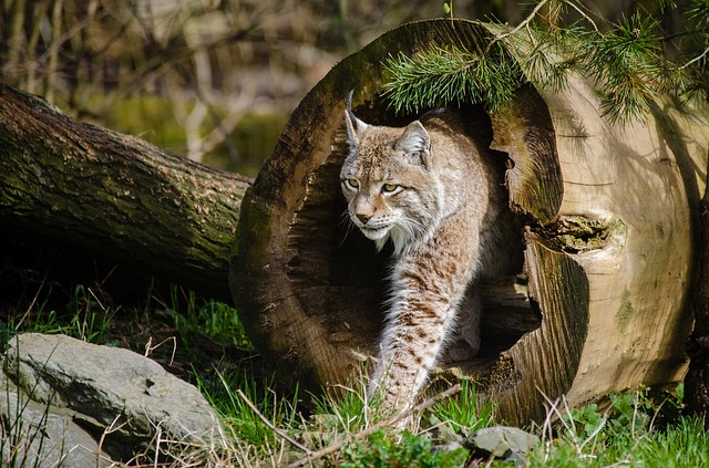 The Lynx Lineage – Flight To Wonder