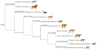 The Lynx Lineage – Flight To Wonder