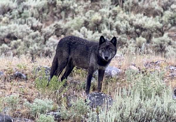 Guest Video: Yellowstone’s Junction Butte Wolf Pack – Flight To Wonder