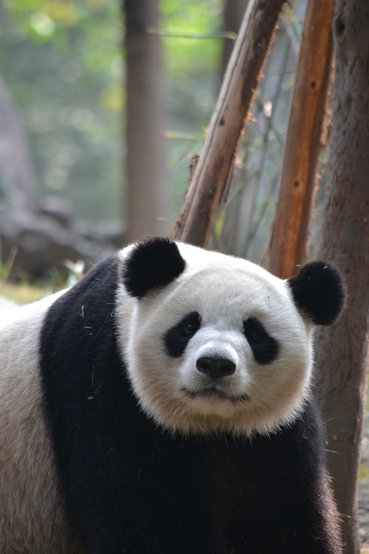 Guest Videos: Are Giant Pandas Really Bears? – Flight To Wonder