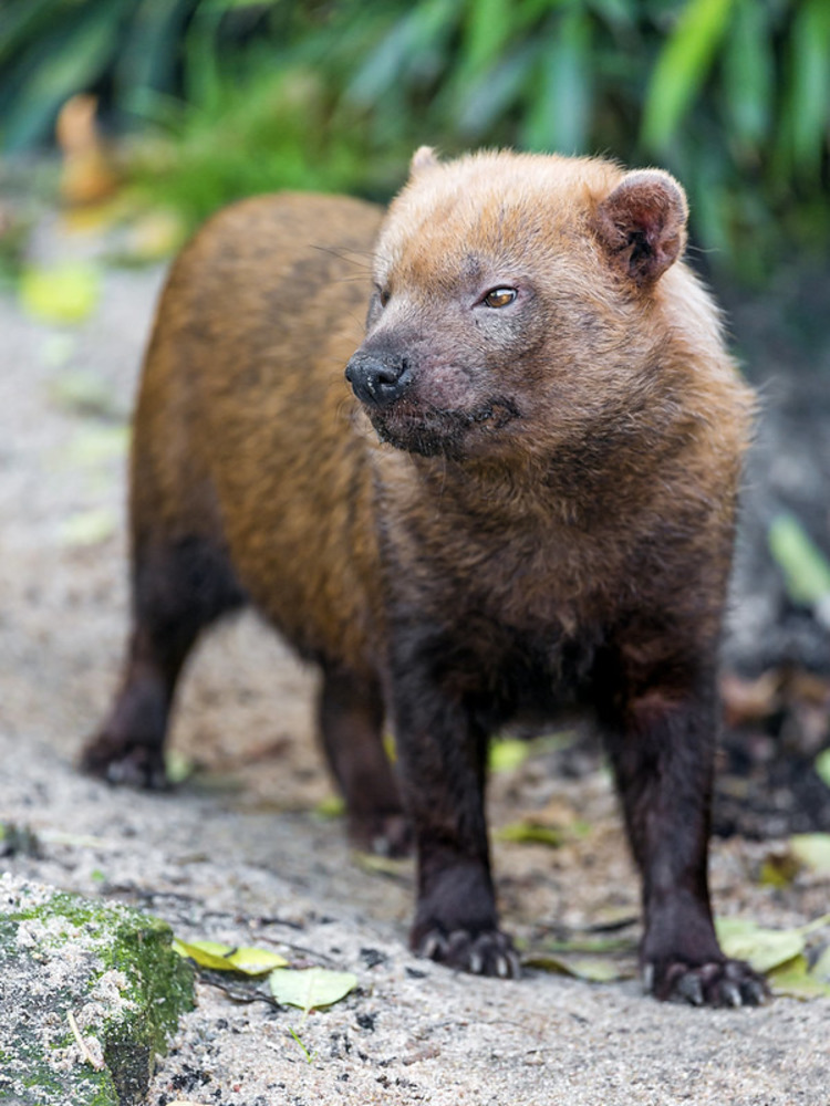 Guest Videos: Bush Dogs and Tasmanian Devils – Flight To Wonder