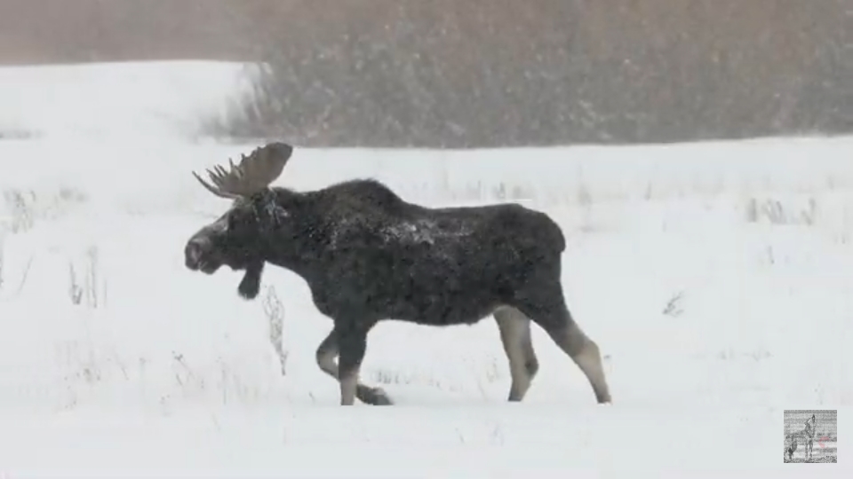 Guest Video: Surviving Yellowstone – Flight To Wonder