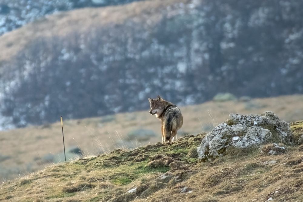 Guest Video: Italy’s Wild Wolves – Flight To Wonder