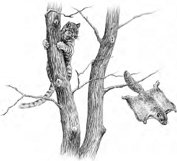 Feliform Guest Videos: Nandiniidae – Flight To Wonder