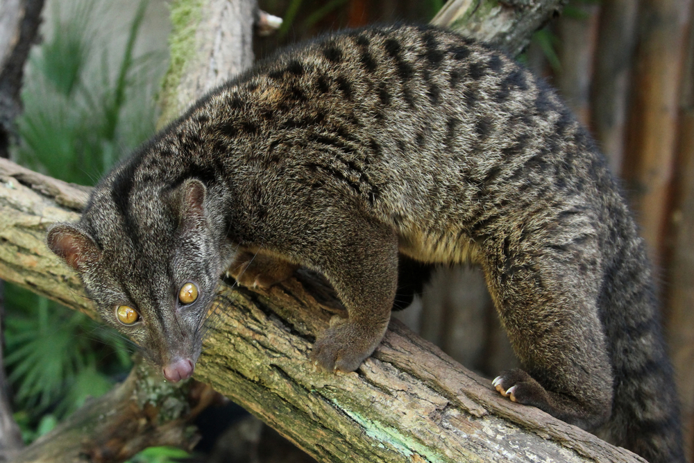 Feliform Guest Videos: Nandiniidae – Flight To Wonder