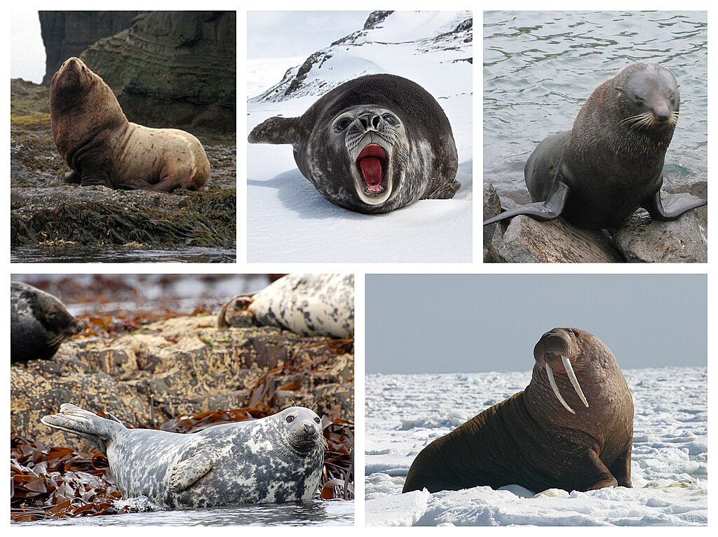 Caniform Guest Videos: Pinnipeds – Flight To Wonder