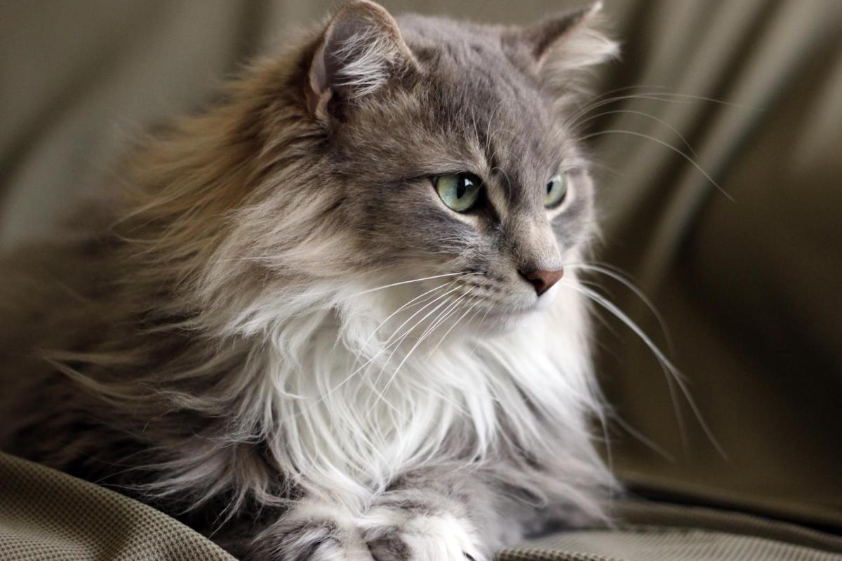 Guest Videos: US State Cats – Flight To Wonder