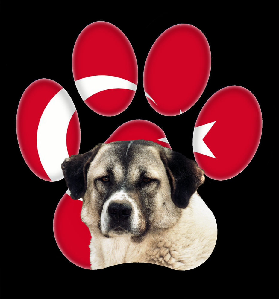 Guest Videos: Three Native Turkish Dog Breeds – Flight To Wonder