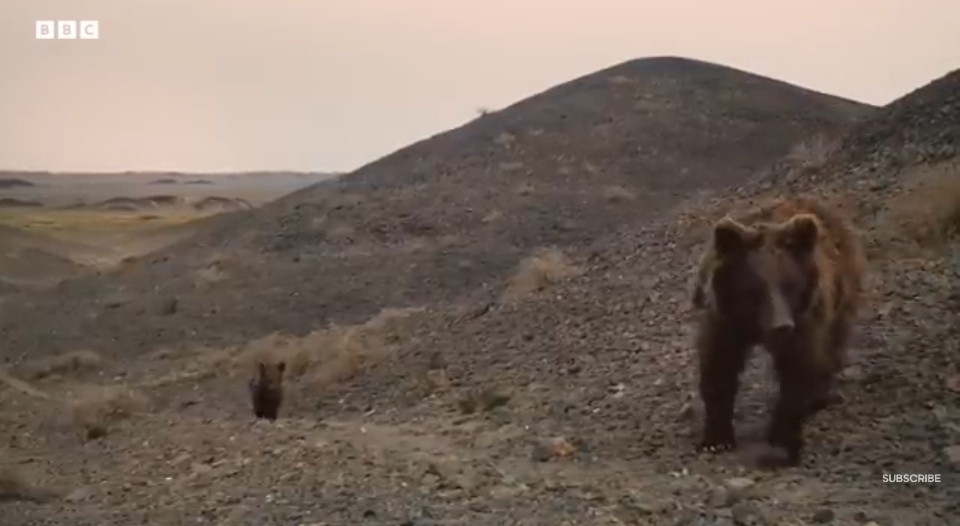 Guest Videos: The World’s Rarest Bear Cub – Flight To Wonder