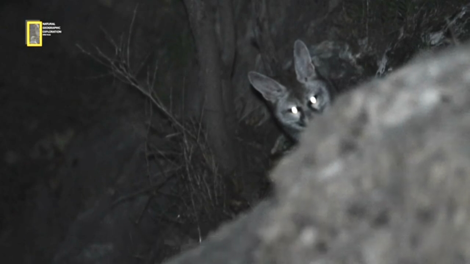 Guest Videos: Two Beautiful Fox Species in Iran – Flight To Wonder