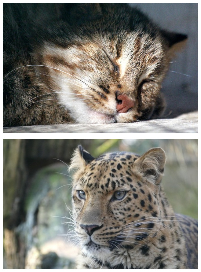 Guest Videos: Amur Leopard Cat and Leopard – Flight To Wonder