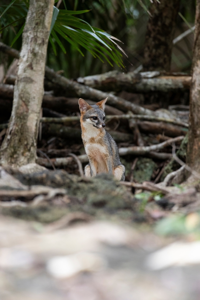 Guest Videos: Mexico’s Kit Fox – Flight To Wonder