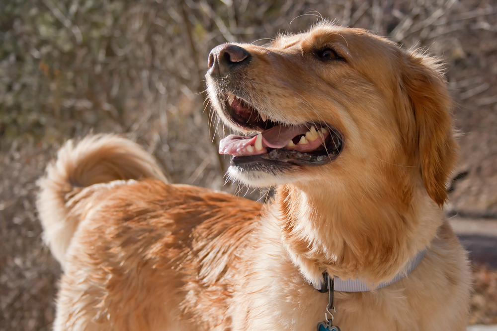 Guest Videos: AKC 2024 Top Twenty — #3. Golden Retriever – Flight To Wonder