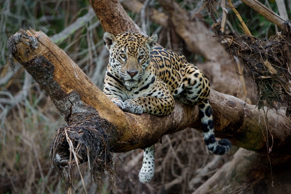 Guest Videos: Jaguars in the Pantanal – Flight To Wonder